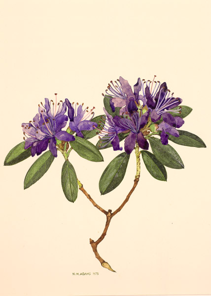 The Botanical Drawings of Nancy Adams | Exhibition Services