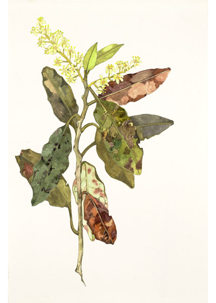 The Botanical Drawings of Nancy Adams | Exhibition Services